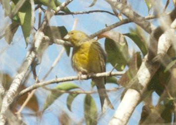 O CANÁRIO SILVESTRE (Serinus canarius) :: A Passarada do Zé
